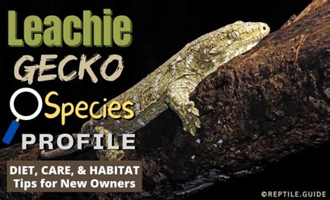Leachie Gecko Care Guide Diet Tank Size Lifespan And More