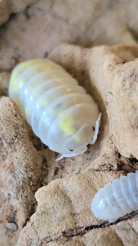 The Best Facts And Care Sheet For Dairy Cow Isopods Iheartbugs Inc