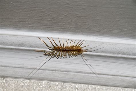 House Centipede Larva