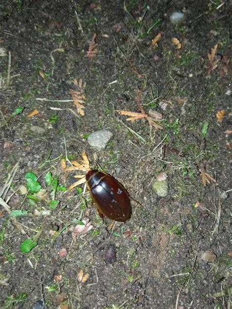 Is This A Cockroach Rwhatisthisbug