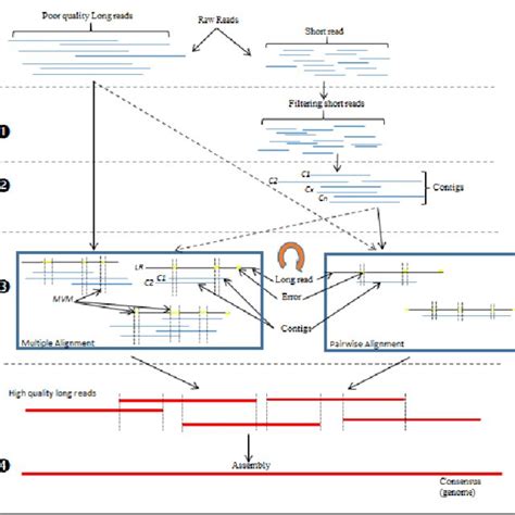 Overview Of Our Error Correction Approach And De Novo Assembly Download Scientific Diagram