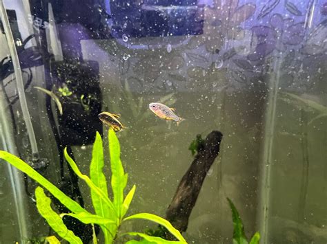 Cpd Breeding Fish Breeding Aquarium Co Op Forum