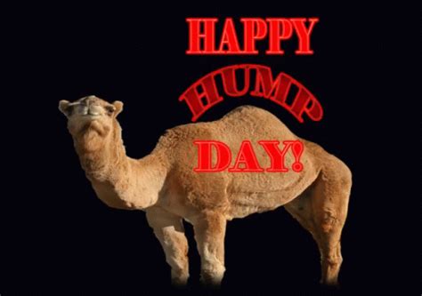 Hump Day Happy Hump Day  Humpday Happyhumpday Camel Discover