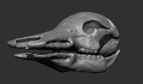 Platypus Skull
