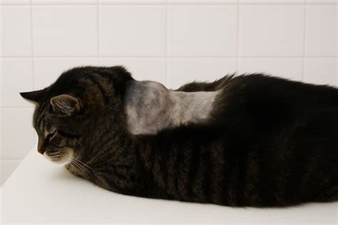 Soft Tissue Sarcoma In Cats Types And Treatment Of Feline Sarcoma