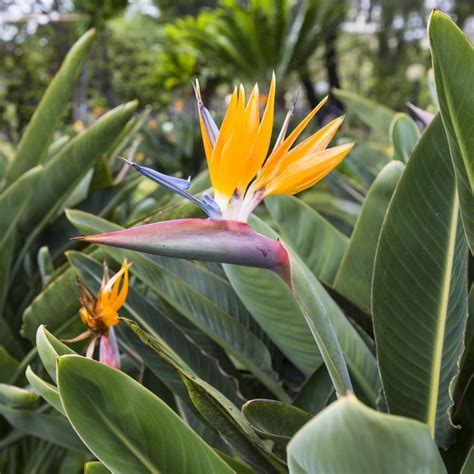 Bird Of Paradise Crane Flower Strelitzia Reginae Mygardenlife