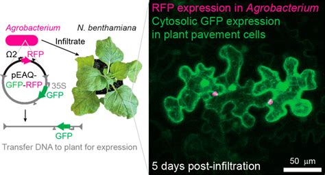 Agrobacterium Mediated Gene Transfer Ppt
