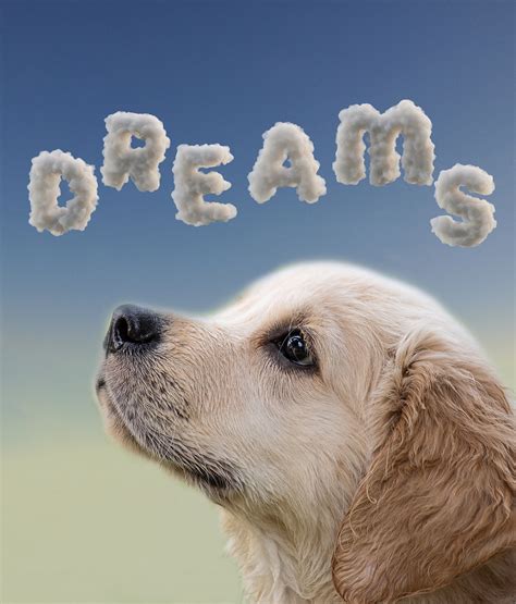 Chiot Chien Mignon Animal Photo Gratuite Sur Pixabay Pixabay