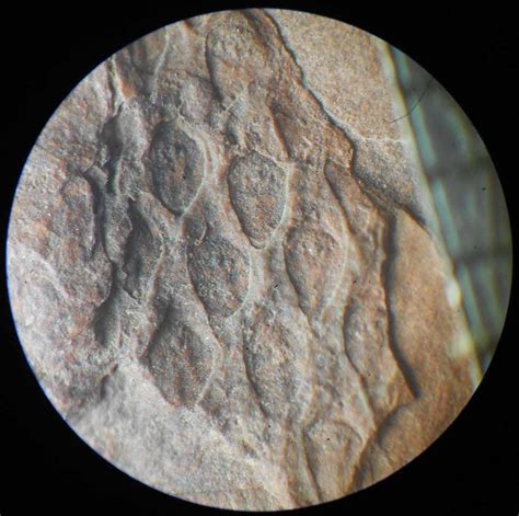 Bothrodendron Leaf Scars Member Collections The Fossil Forum