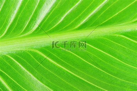 嫩绿的叶子近看，有质感高清摄影大图 千库网