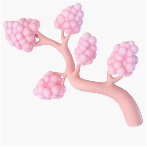 Breast Lactiferous Duct Anatomy 3d Model By Zames1992d