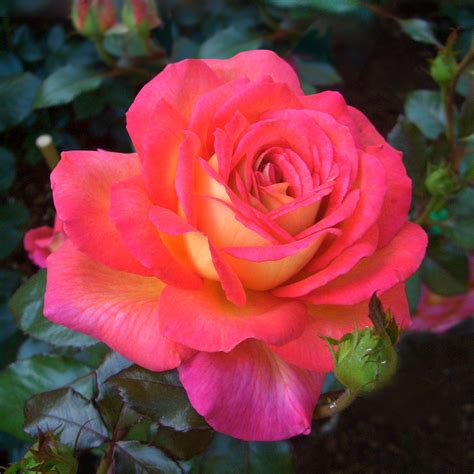 Parfum De Grasse ® Rose Mehrfarbig 80 90 Cm X 60 Cm Michel Adam