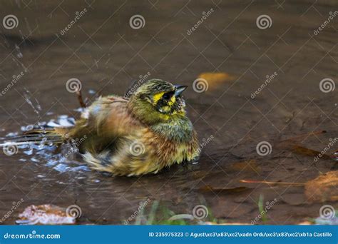 Emberiza Cirlus El Recbano Soteno O Es Un Ave Passeriforme De La