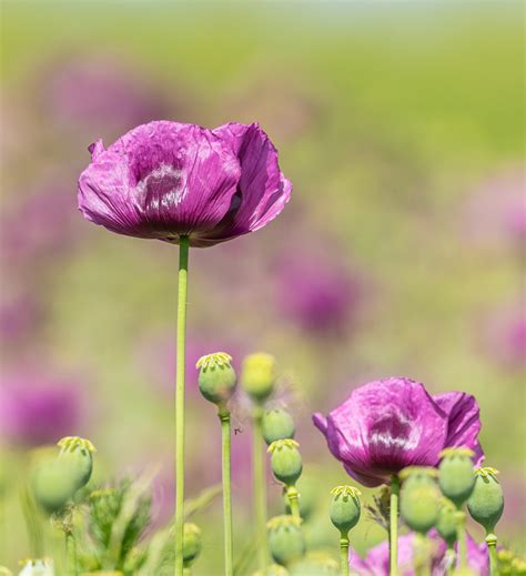 Opium Bunga Poppy Biji Roti Foto Gratis Di Pixabay Pixabay