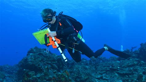 Designing A Fish Identification Survey App For Use Underwater Experiment