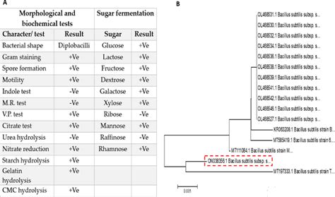 A Is The Morphological And Biochemical Characterization Of The Locally