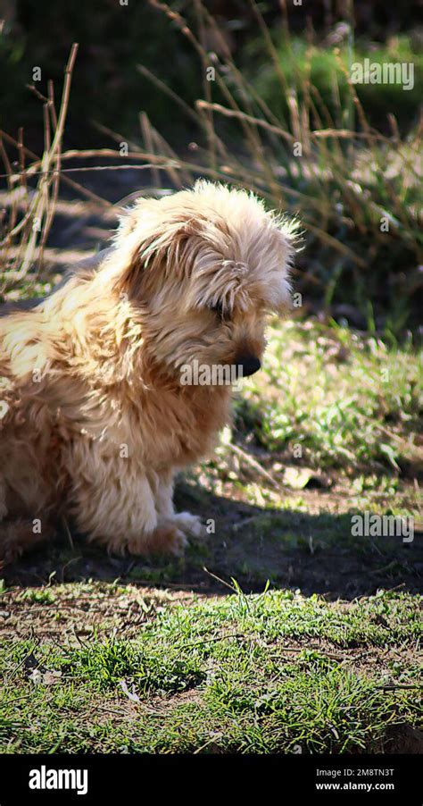 Are Dutch Smoushond Puppies Lazy