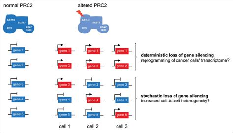 Proposed Model Of How Deterministic And Stochastic Transcriptional