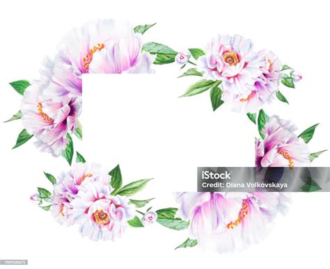 아름 다운 흰색 모란 사진 프레임입니다 꽃다발 플로럴 프린트 마커 그리기 0명에 대한 스톡 벡터 아트 및 기타 이미지 0명 개화기 결혼식 Istock