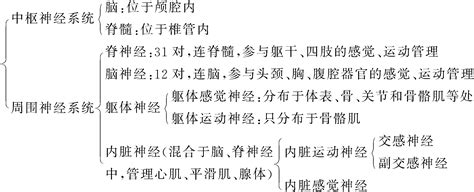 一、神经系统的区分 人体解剖学