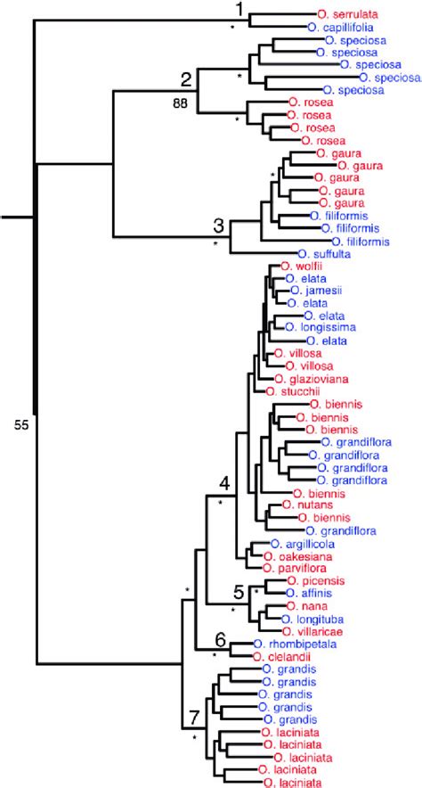 Maximum Likelihood Phylogenetic Tree Of The Sample Of 62 Oenothera Download Scientific Diagram
