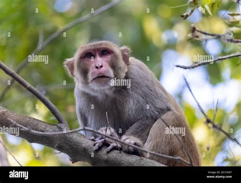 Affe Auf Dem Baum Stockfotos Und Bilder Kaufen Alamy