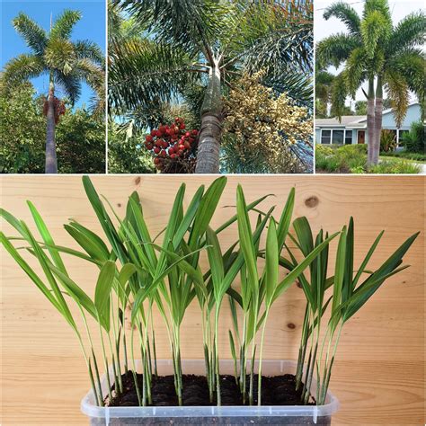 Wodyetia Bifurcata Seedlings For Sale