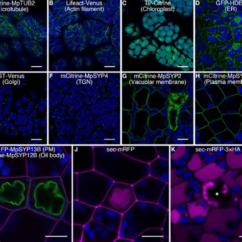 Cytoskeleton And Organelles In M Polymorpha Cells A And B Download Scientific Diagram