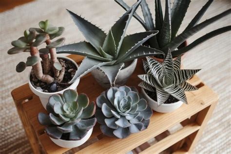 Create Your Own Indoor Succulent Garden 5 Easy Steps