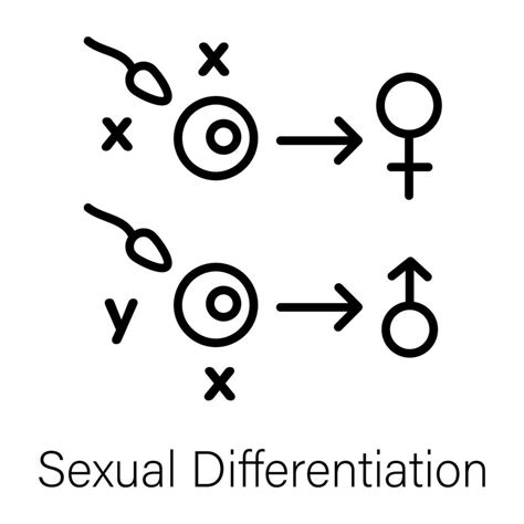 Trendy Sexual Differentiation Vector Art At Vecteezy