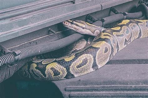 Look Florida Firefighters Remove Python From Engine Compartment Of