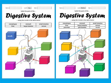 Label Parts Of The Digestive System Quiz At Irene Rayburn Blog