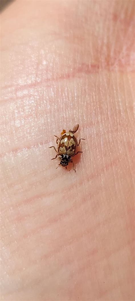 What Is This Weird Ladybug R Whatsthisbug