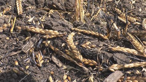 Збитки аграріїв Донеччини від російської агресії сягають майже 3 мільярди гривень Youtube