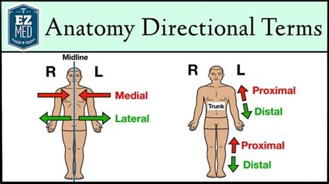 Medial En Anatomía