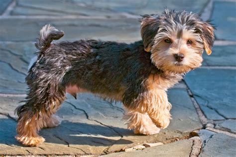 Yorkshire Terrier Maltese Mix