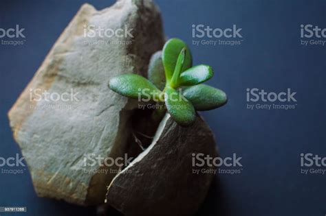 거친 돌 작은 녹색 즙이 많은 식물을 가진 2 개 부품에 금이 검은색에 가까운 다크 블루입니다 체력 힘 희망 성취 치료 의료 생활의 동기 부여 개념 0명에 대한 스톡 사진