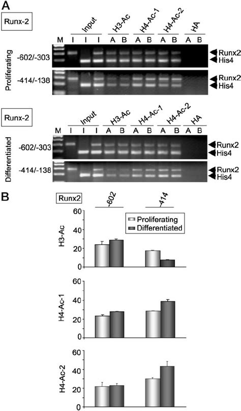 acetylated histones h3 and h4 are present at the runx2 locus in both