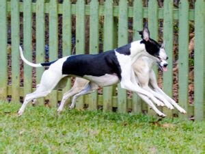 Synchronized Whippet Running