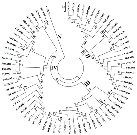 Phylogenetic Relationship Of Polyamine Oxidases Paos Among Rice