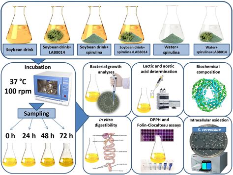 Lactic Acid Fermentation Bacteria