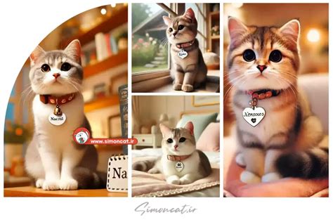 اسم گربه دختر سایمون کت، خرید و فروش گربه، پانسیون و پت شاپ