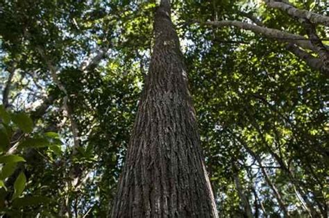 Caoba ¿quÉ Es CaracterÍsticas Significado Y MÁs