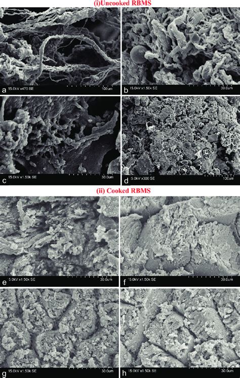Scanning Electron Microscope Sem Micrographs X1500 Magnification Of Download Scientific