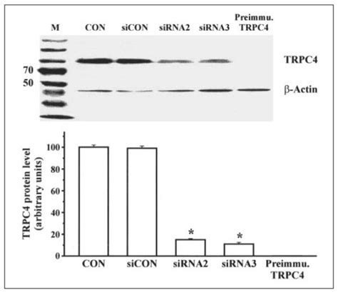 TRPC4 Knockdown Suppresses Epidermal Growth Factor Induced Store Operated Channel Activation And