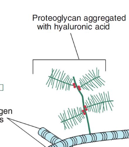 Extracellular Matrix Cell Path Ii Brs Flashcards Quizlet