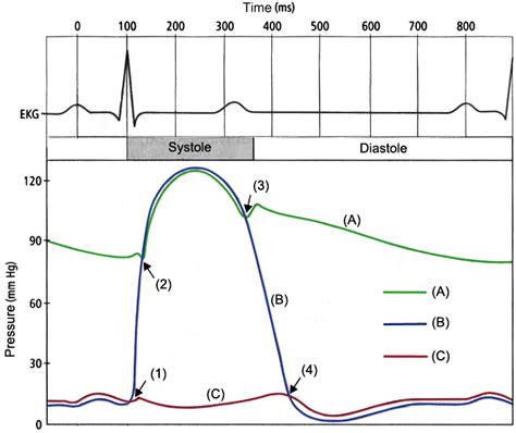 One Hemodynamic Cardiac Cycle Download Scientific Diagram