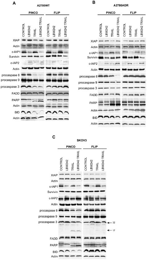 immunoblotting analysis of xiap c iap1 c iap2 survivin casp 9