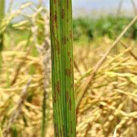 Reading Saving And Displaying An Image In Python Postnetwork Academy