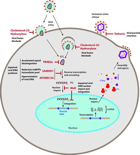 Inspirasi Terbaru Hiv Virus Replication Paling Trend